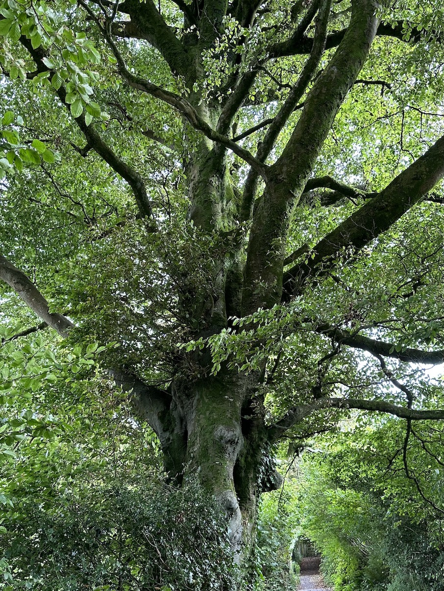 Forest Bathing Pilgrimage – River Dart Wild Church